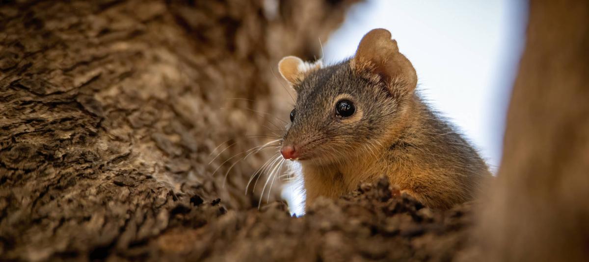 El extraño animal que tiene sexo hasta morir y puede resistir 10 horas