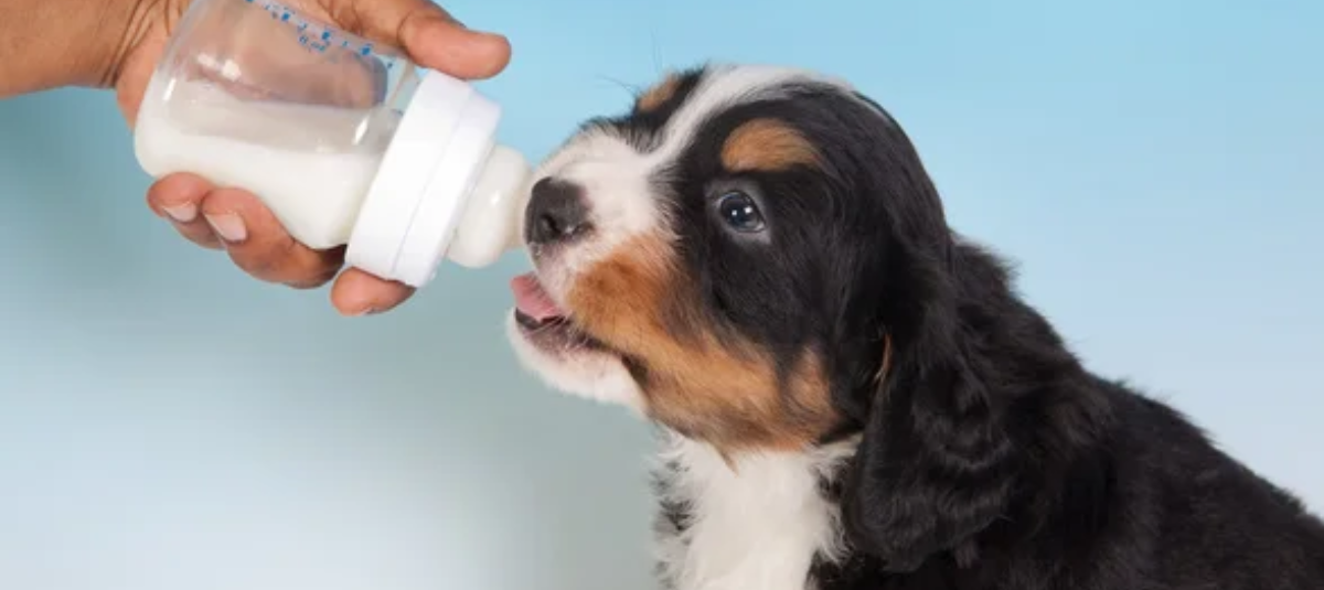 ¿Es recomendable darle leche a los perros? Esto dicen los veterinarios