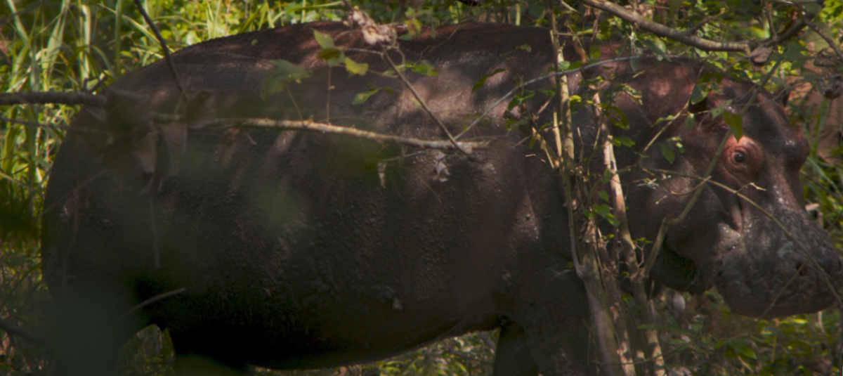 Berlinale: película sobre hipopótamo de Escobar ganó el Oso de Plata