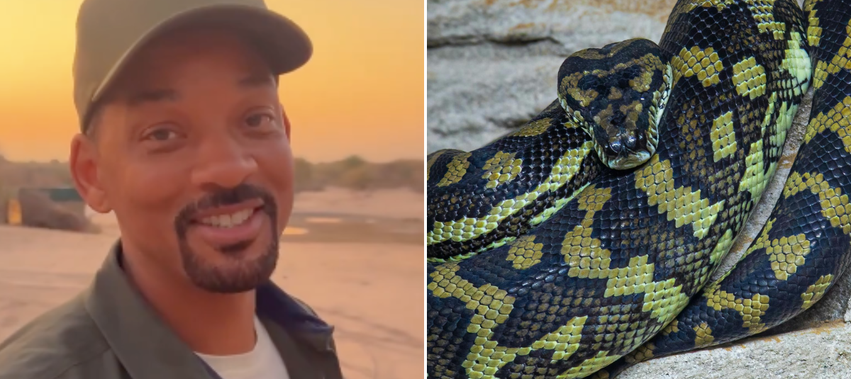 Anaconda La Serpiente Mas Grande Del Mundo Amazonas Descubren Enorme