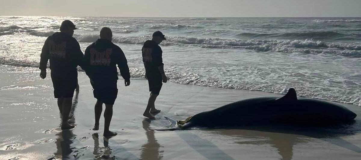 Un tiburón blanco fue hallado muerto a la orilla de una playa en ...