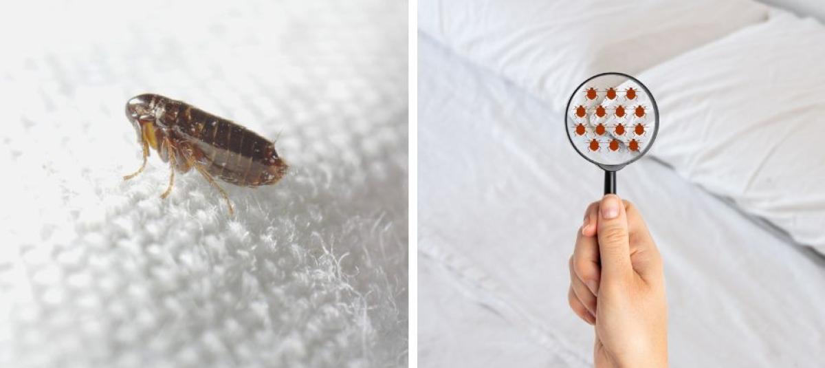 Pulgas Em Casa Conheça O Nosso Kit Para Eliminar Pulgas Em Casa