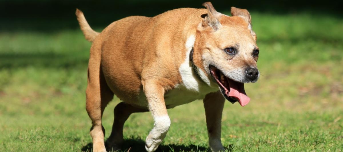 Perros obesos: los graves peligros que tiene el sobre peso en la salud ...