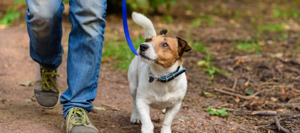 Parques de Bogotá adecuados para pasear cómodamente con su perro