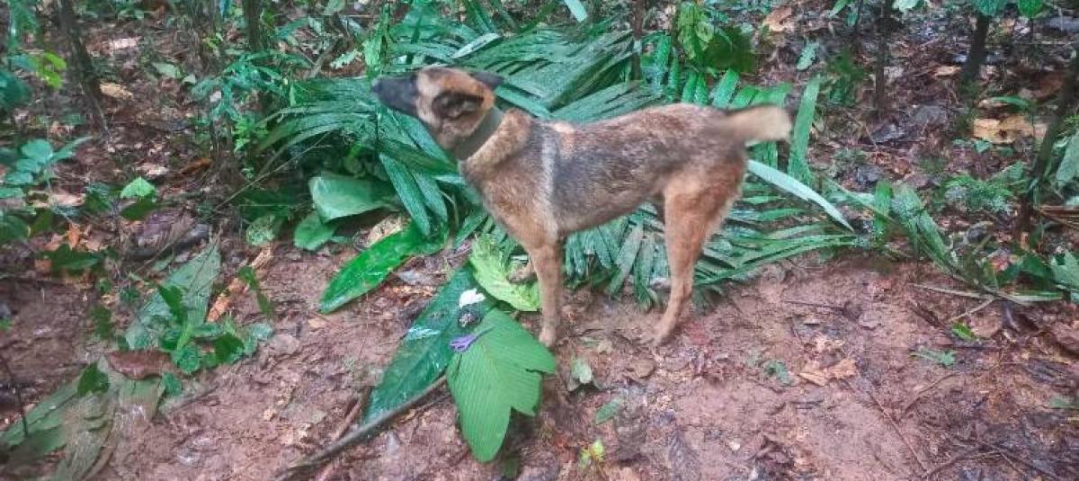 ¿Qué pasó con el perro Wilson? General habla sobre accidente de ...