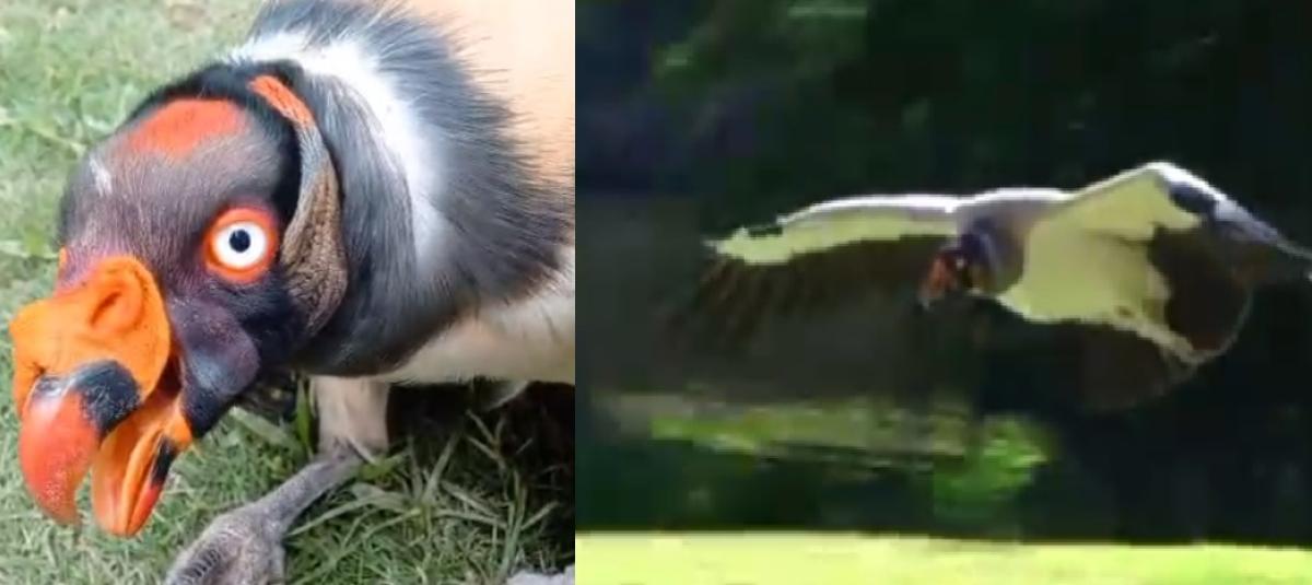 Cóndor de los bosque tropical fue rescatado en Santander, tenía un ala ...