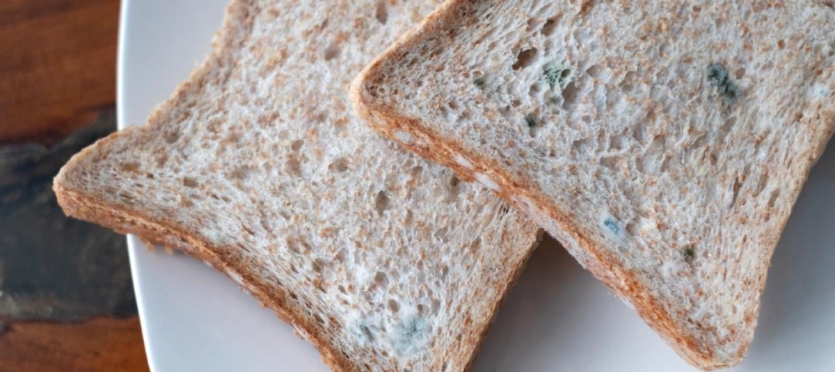 Lo que le pasa a su cuerpo si se come un pan con moho por error: ojo ...