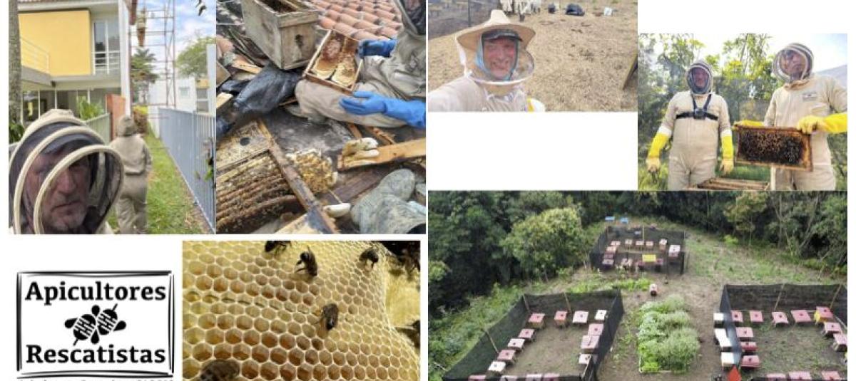 La empresa que rescata y reubica abejas por su ‘importancia para la ...