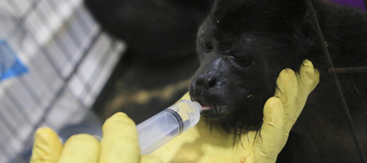 Altas temperaturas en México: monos al sur del país comienzan a morir ...