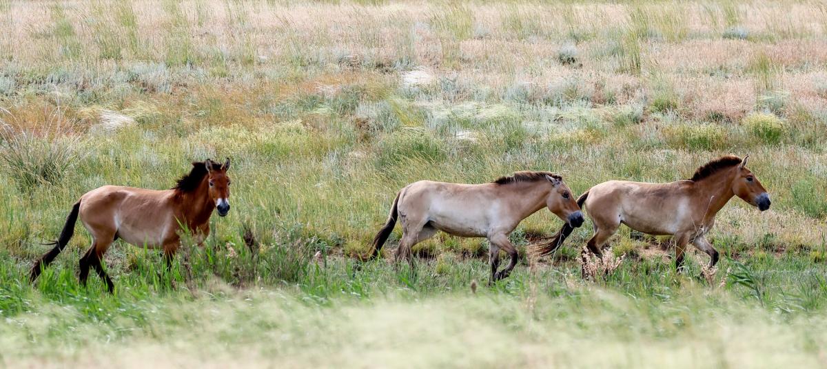 Razas De Caballos En Peligro De Extinción Caballo Jaca Burgalesa