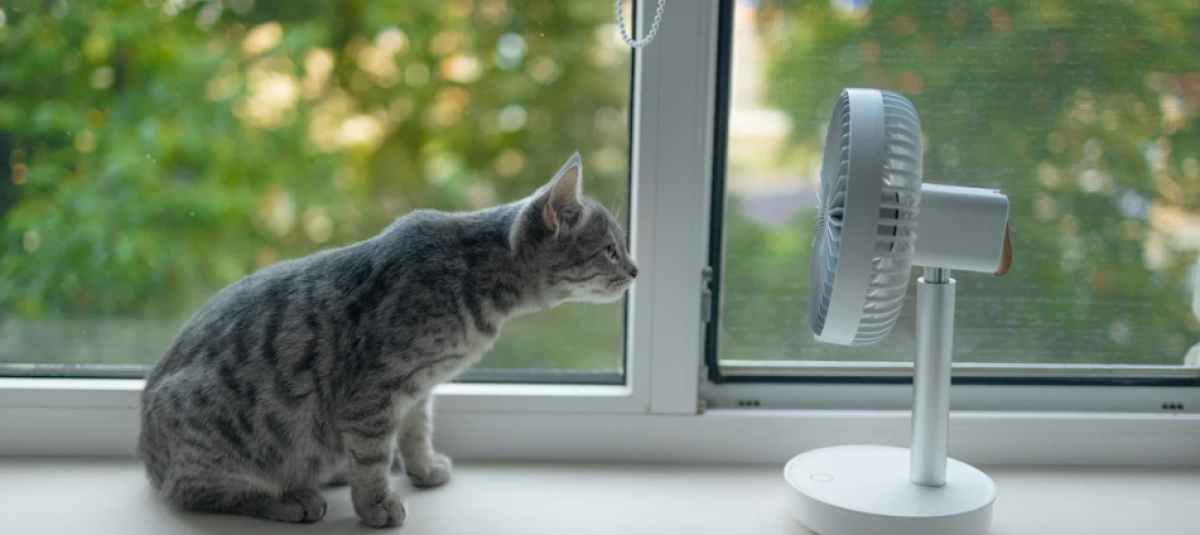 Esta es la manera de saber si su gato tiene calor, según veterinaria