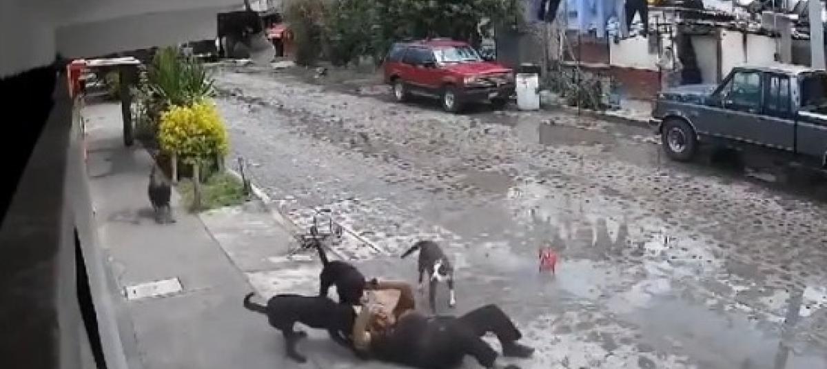 Terrible ataque de perros a una adulta mayor en México: 'Llamen a una ...