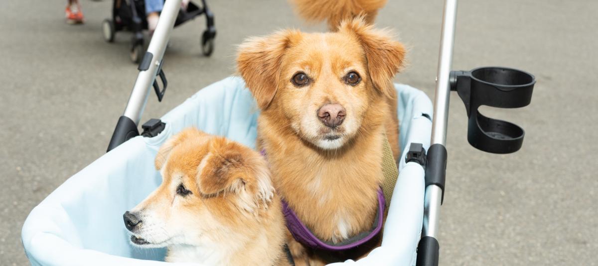 ¿Mimamos demasiado a nuestras mascotas? Esto dicen los expertos