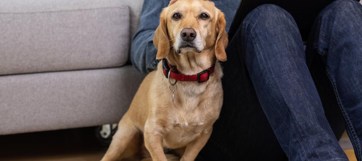 ¿Por qué mi perro tiembla como si tuviera frío? Le contamos