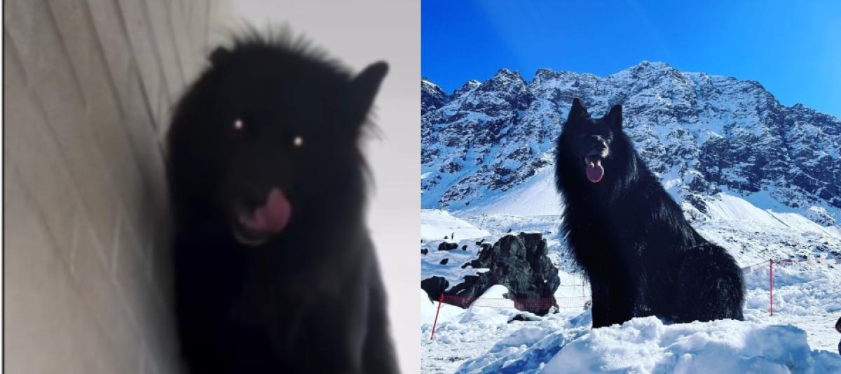 Niña muestra a su 'pequeña mascota' en redes sociales y le preguntan de ...