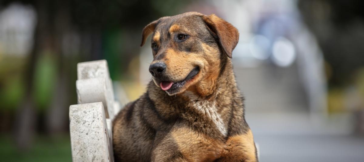 ¿Cuántos años vive un perrito criollo? Su expectativa de vida es ...