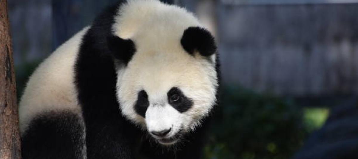 Osa panda primeriza bate récord de longevidad al dar a luz a los 19 ...