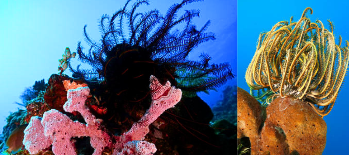 Levantaron una piedra y de casualidad descubrieron una nueva criatura ...