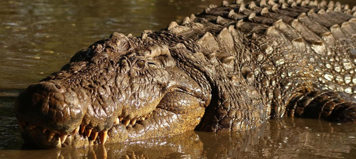 El cocodrilo más viejo del mundo: nació en 1900, tuvo 10.000 crías y ...