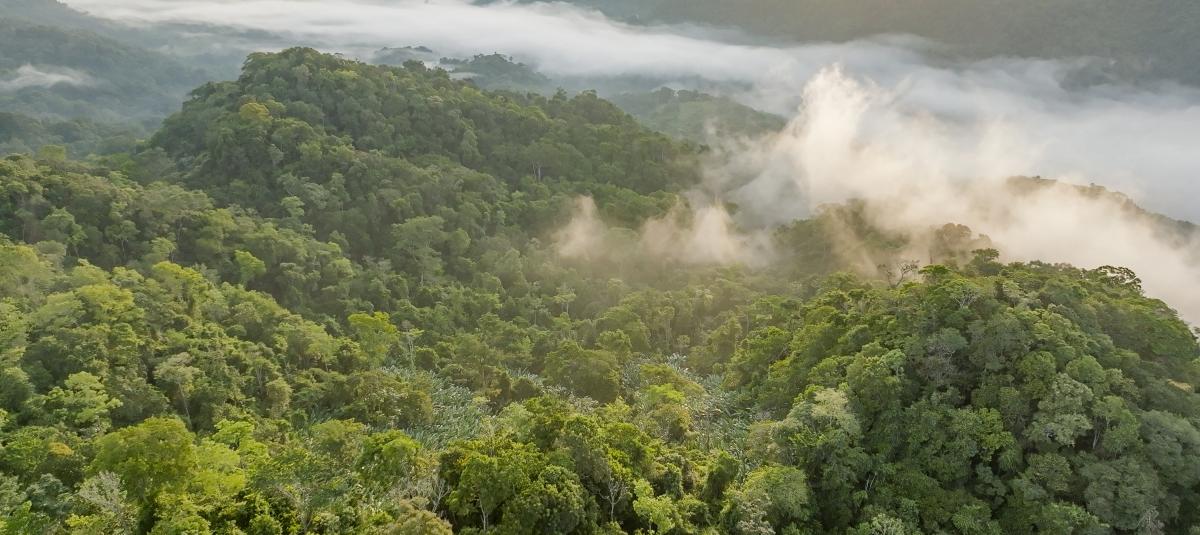 Los ‘Latidos del Bosque Seco’ que todos debemos escuchar