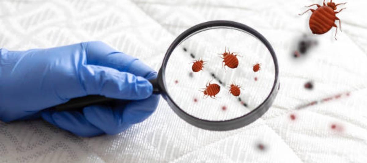 Puede haber ácaros en su cama y no lo sabe: ¿cómo identificar su presencia?