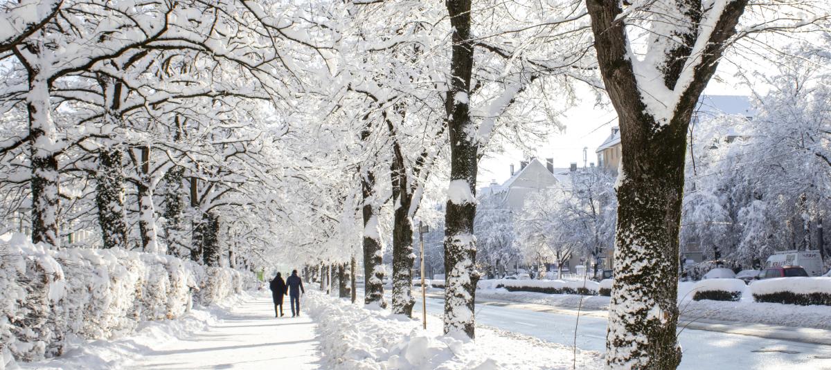 ¿Cuál es el único lugar de Florida en el que cae nieve? Sí existe