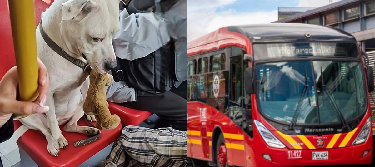 Perrito en silla de TransMilenio genera debate en redes sociales: ¿los ...