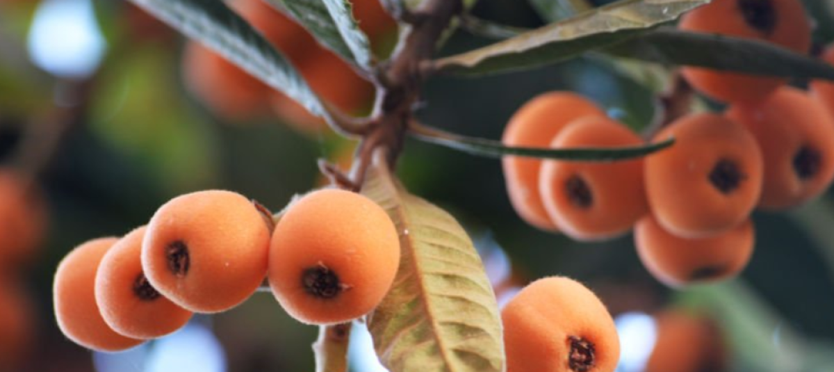 El desconocido fruto que ayuda a combatir la diabetes y el colesterol alto