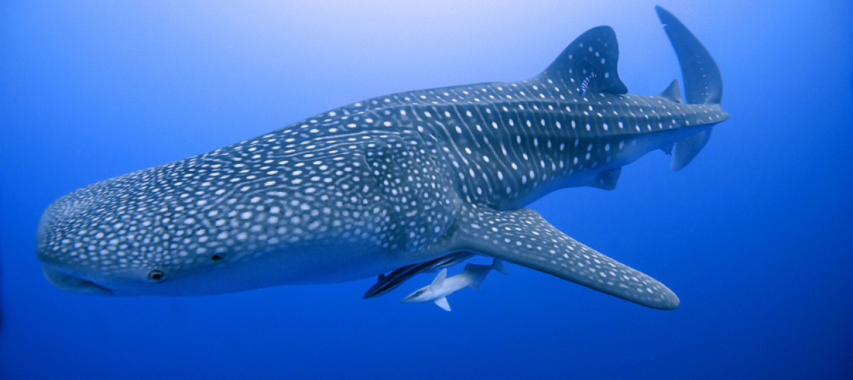 Este es el pez más grande del mundo: mide más de 10 metros y pesa 30 ...