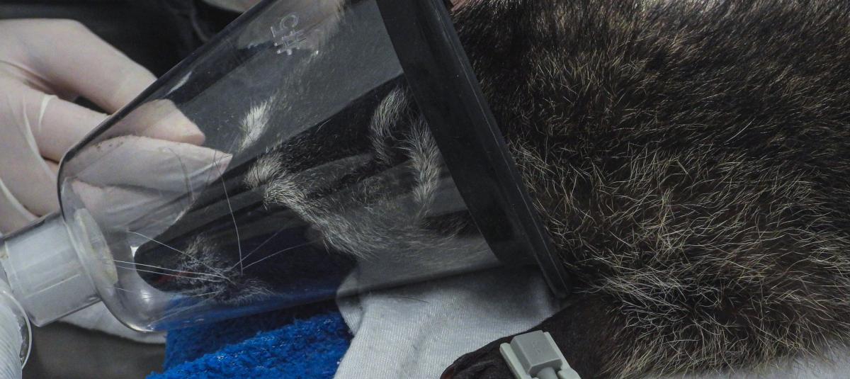 Medellín: muere mapache víctima de tráfico de fauna silvestre