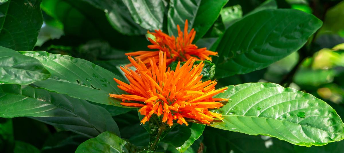 Esta es la planta que crece en Colombia y México, ayudaría a prevenir ...