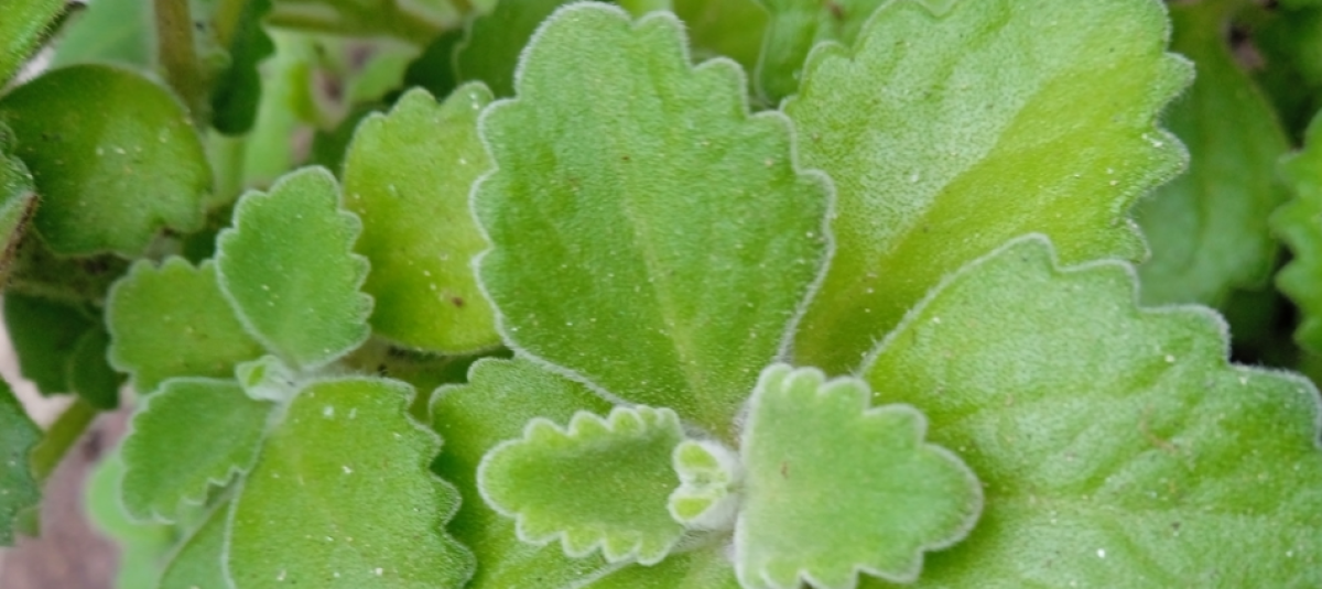 Esta es la planta de Vaporub y cómo se cuida: ideal para la congestión ...