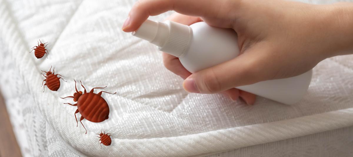 Cómo deshacerse de las chinches en la cama con remedios naturales: así ...