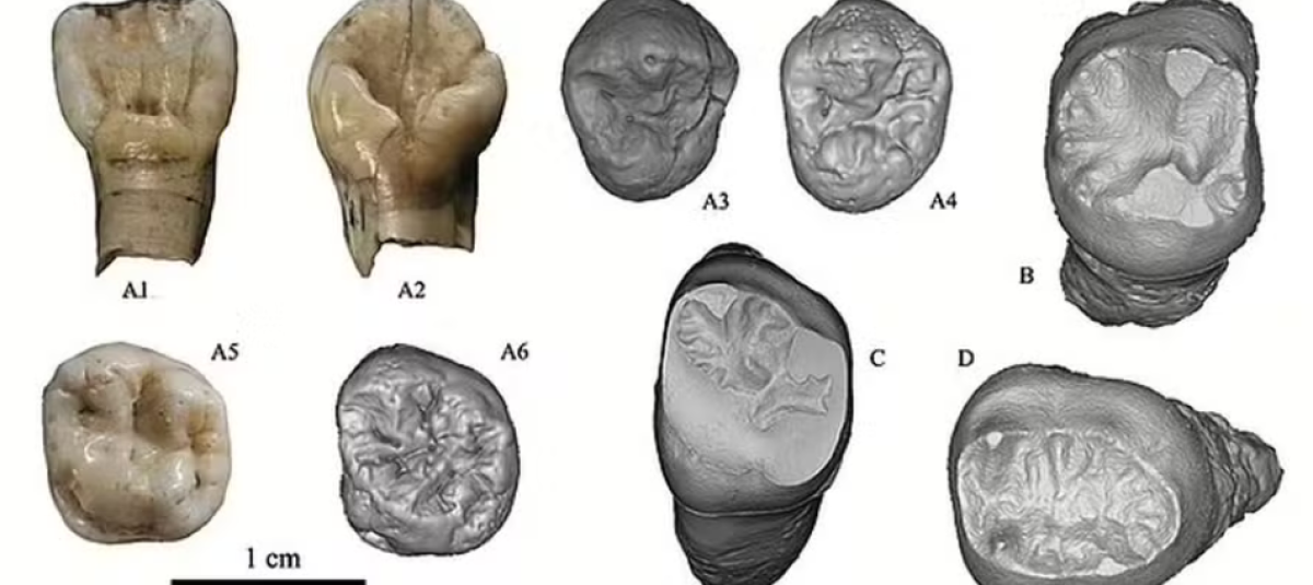 Científicos descubren una nueva especie humana, con dientes y cráneo ...