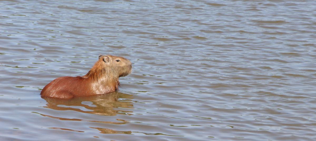 Gobierno no autorizará la cacería comercial del chigüiro: Ministra de ...