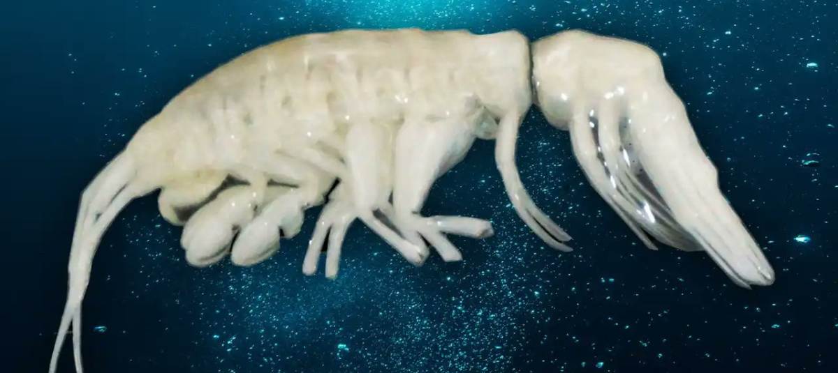 Científicos descubren nueva especie de crustáceo en la Fosa de Atacama