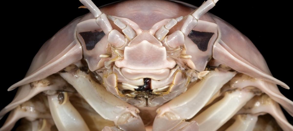 Hallan una nueva especie de bicho marino gigante que lleva el nombre de Darth Vader