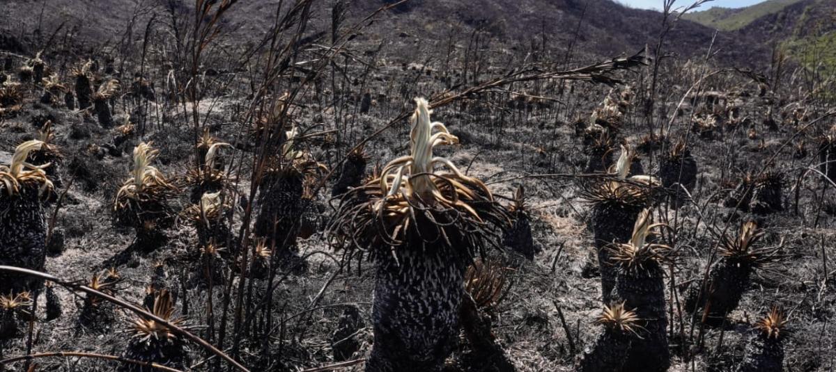 Alcalde de Bogotá da nuevos detalles del incendio en Chingaza: 'Todo ...