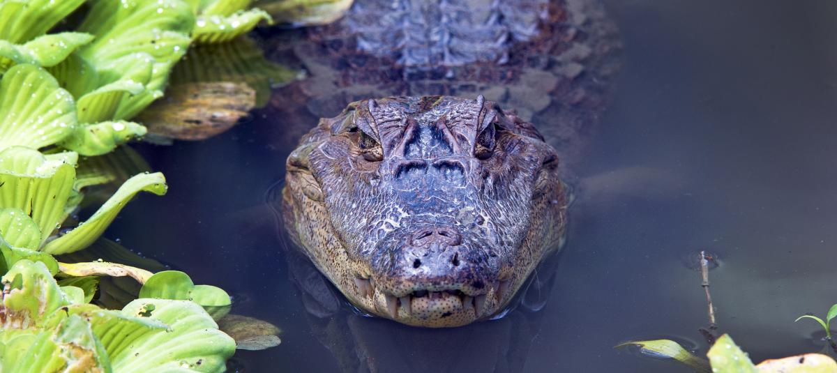 ¿Dónde hay caimanes en Florida? Las zonas que debería evitar