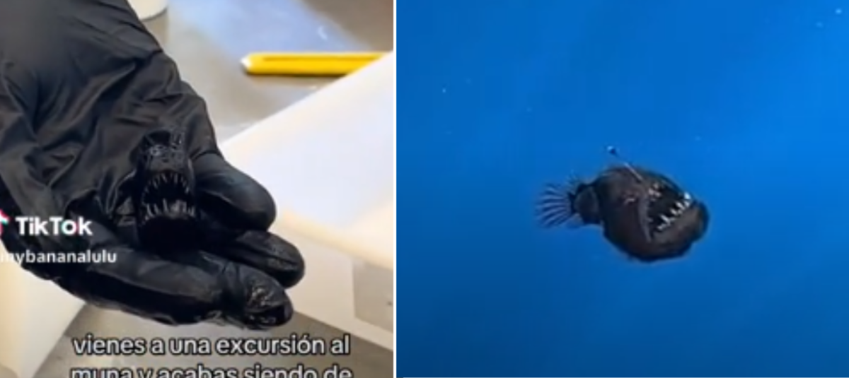 Murió el pez diablo negro, a días de su misteriosa aparición en ...