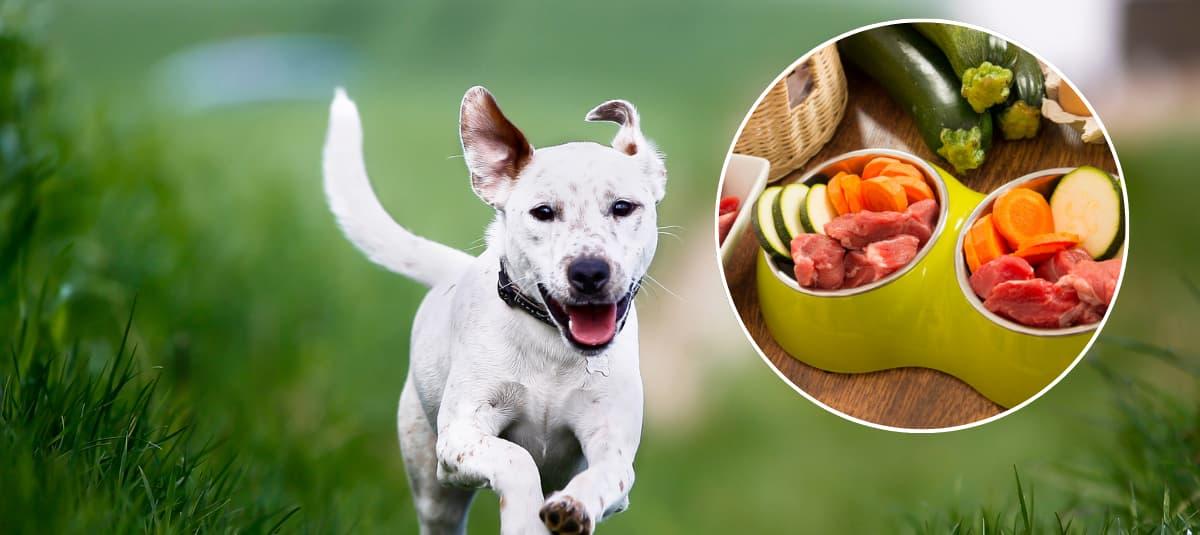 Las mejores comidas naturales que se le pueden dar a los perros, según ...