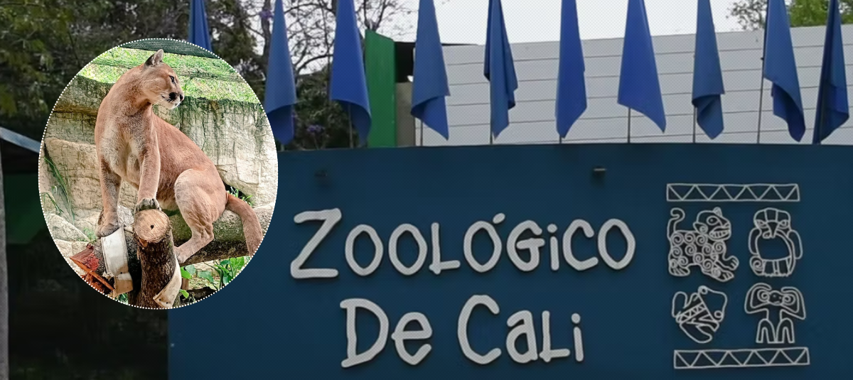 ¿Qué le pasó a Orus? El Zoológico de Cali explica cómo se dio la muerte del puma que logró ...