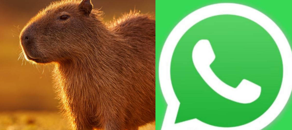 Lleve el modo capibara a su WhatsApp: así puede personalizar el ícono