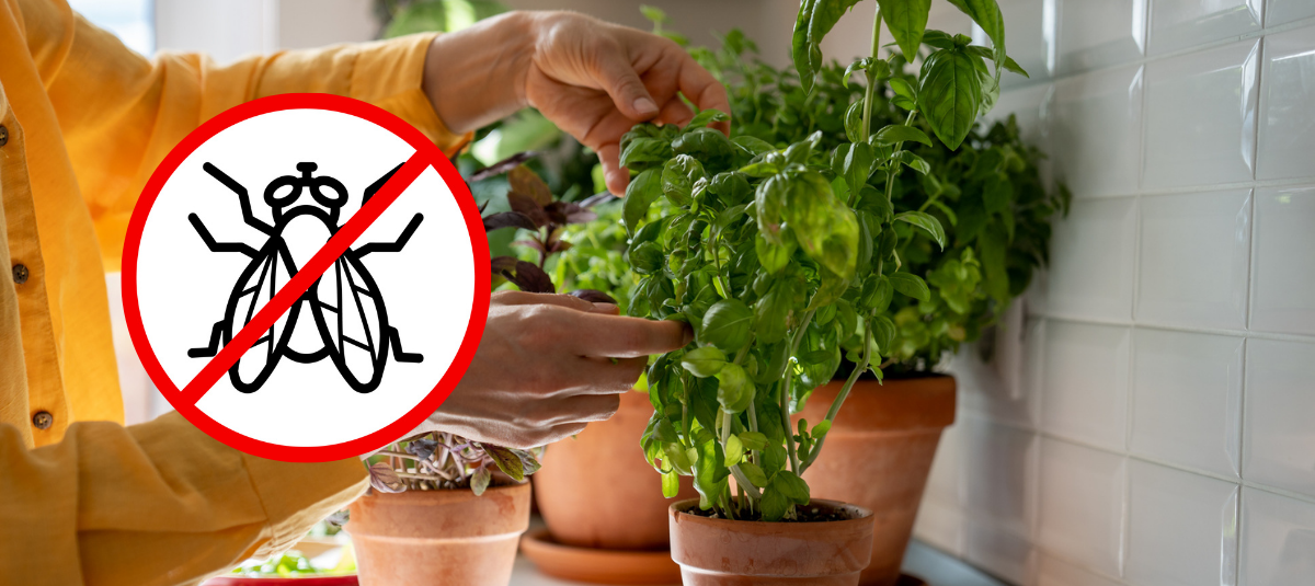 Esta es la planta que debe tener en la cocina para ahuyentar las moscas de forma natural