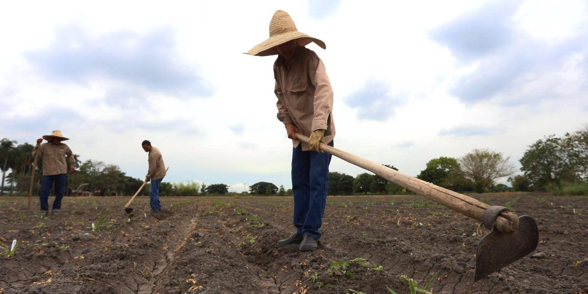 Reforma agraria: plan para llegar a 44 millones de hectáreas de tierra ...
