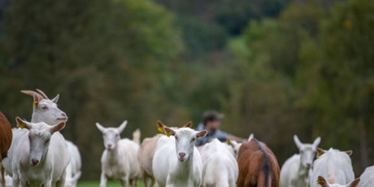 Alimentar Y Beber A Las Cabras