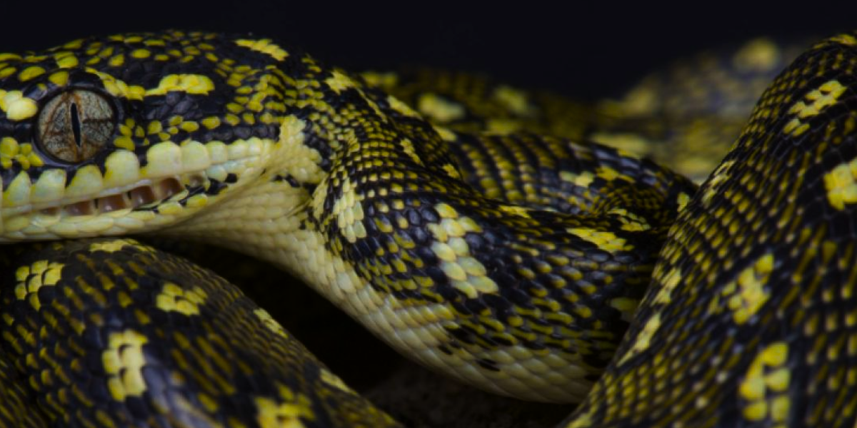 Descubren a la serpiente más grande de todo el mundo en la selva amazónica