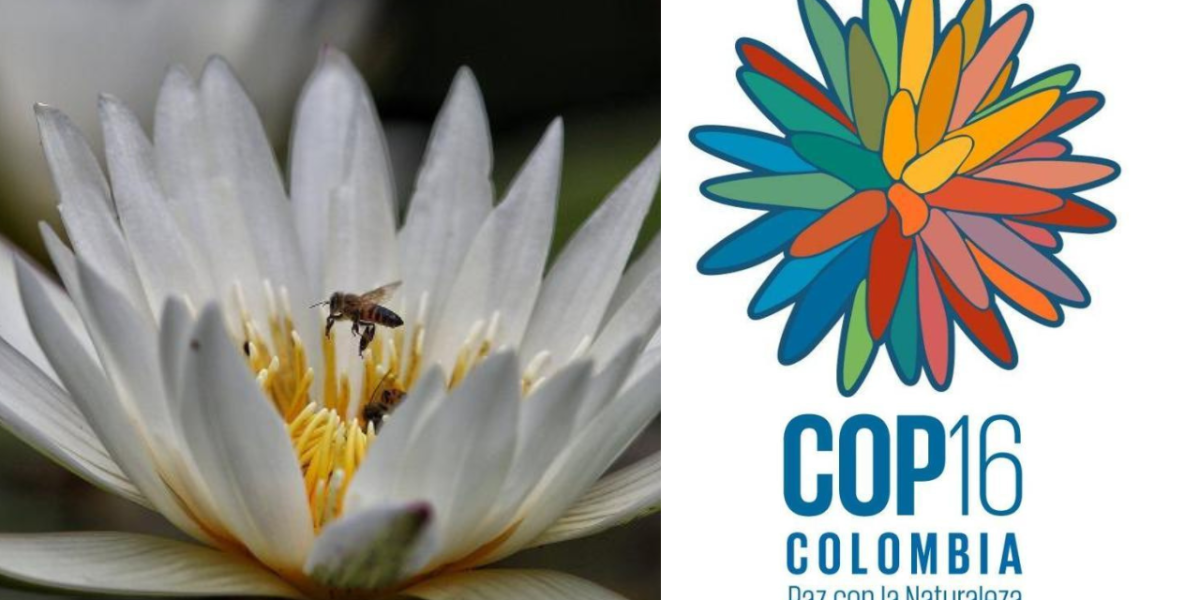 Cuánto cuesta la COP16 y cuáles son los lugares de conferencia más ...