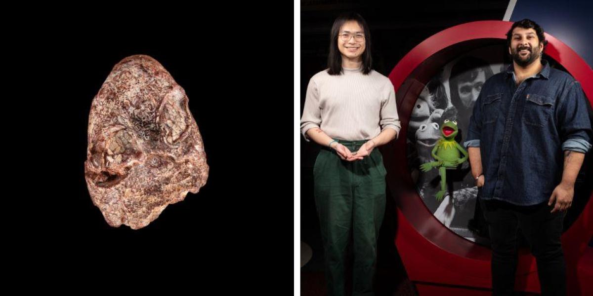 Hallan fósil de la 'rana René': un anfibio de más de 270 millones de a