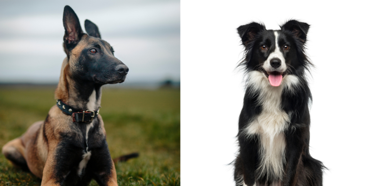 ¿Cuáles son las razas de perro más inteligentes? El ranking definitivo ...